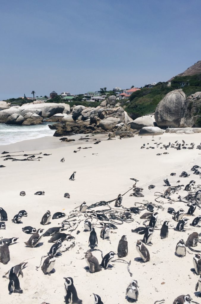 Kapstadt | Südafrika - Pinguine am Boulders Beach in Simon's Town. - suechtignach.at
